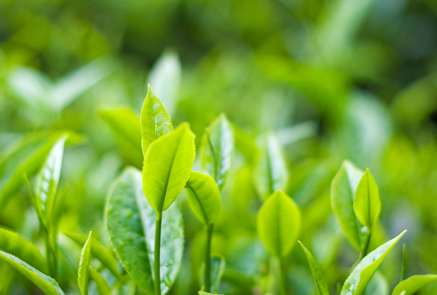 Grüner Tee - Hautpflege & Kosmetik - Breuninger